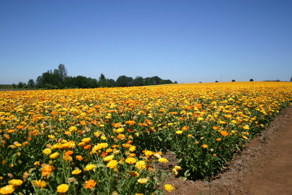 Silver Falls Seed Company - Calendula - Fancy Mix