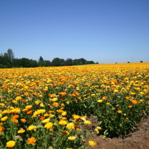 Silver Falls Seed Company - Calendula - Fancy Mix
