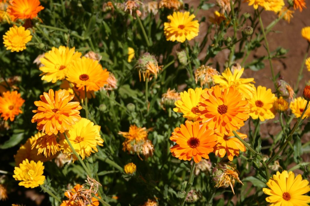 Silver Falls Seed Company - Calendula - Fancy Mix