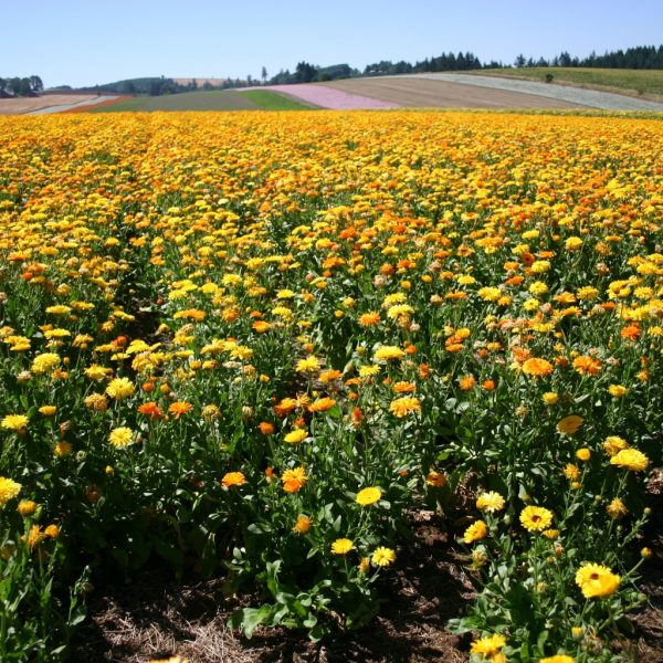 Silver Falls Seed Company - Calendula - Fancy Mix