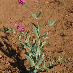 Silver Falls Seed Company - Catchfly