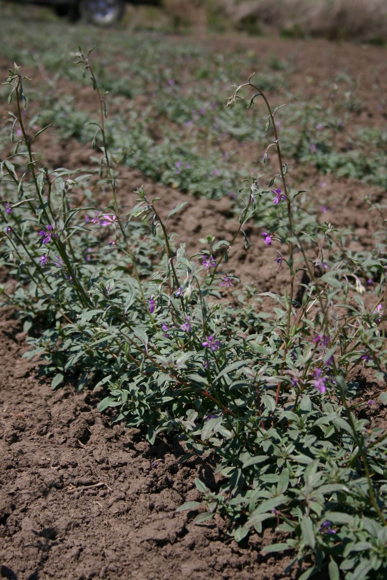 Silver Falls Seed Company - Clarkia - Diamond