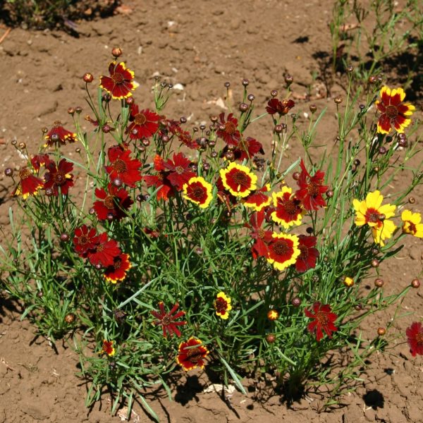 Silver Falls Seed Company - Coreopsis - Plains Dwarf Red