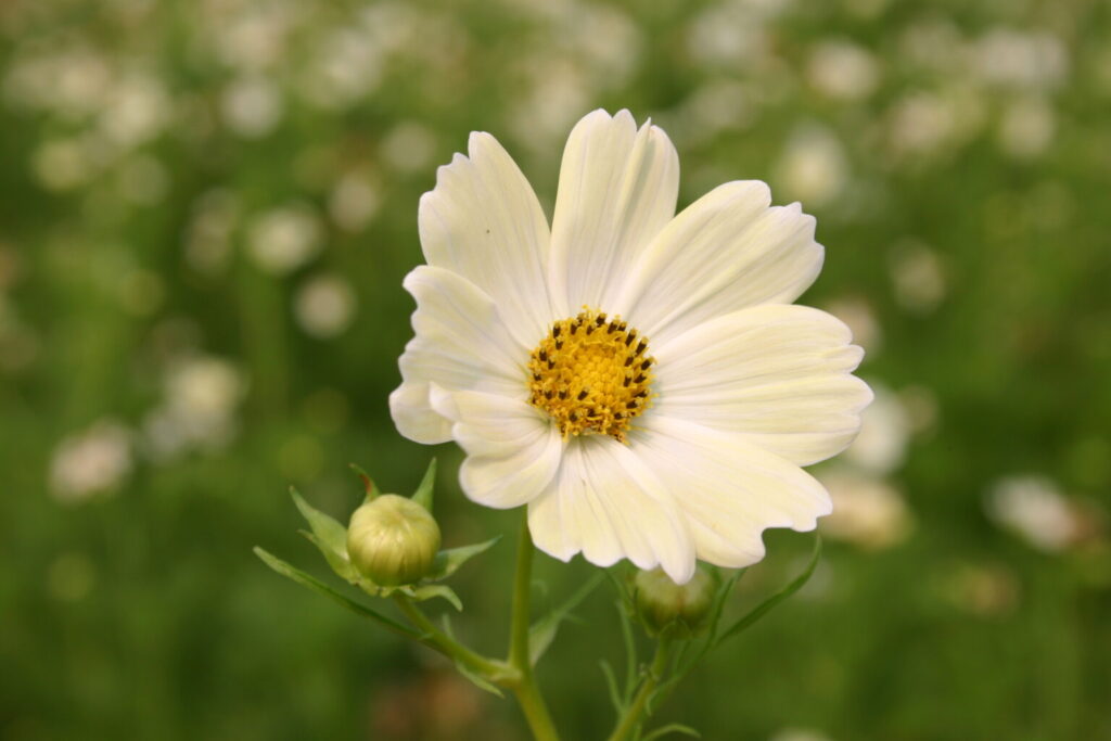 Silver Falls Seed Company - Cosmos - Bipinnatus Yellow
