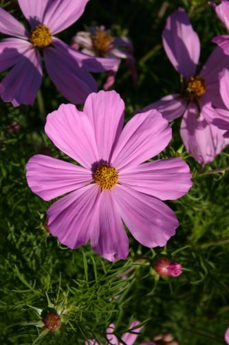 Silver Falls Seed Company - Cosmos - Bipinnatus Dwarf Pink