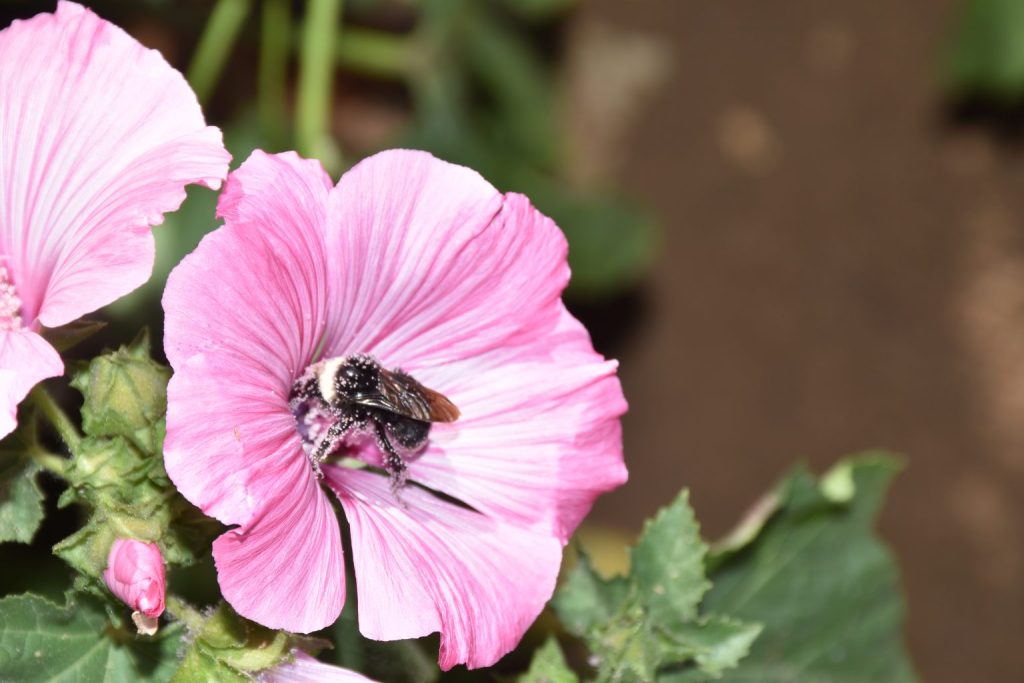 Silver Falls Seed Company - Rose Mallow - Dwarf Pink