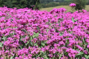 Silver Falls Seed Company - Catchfly
