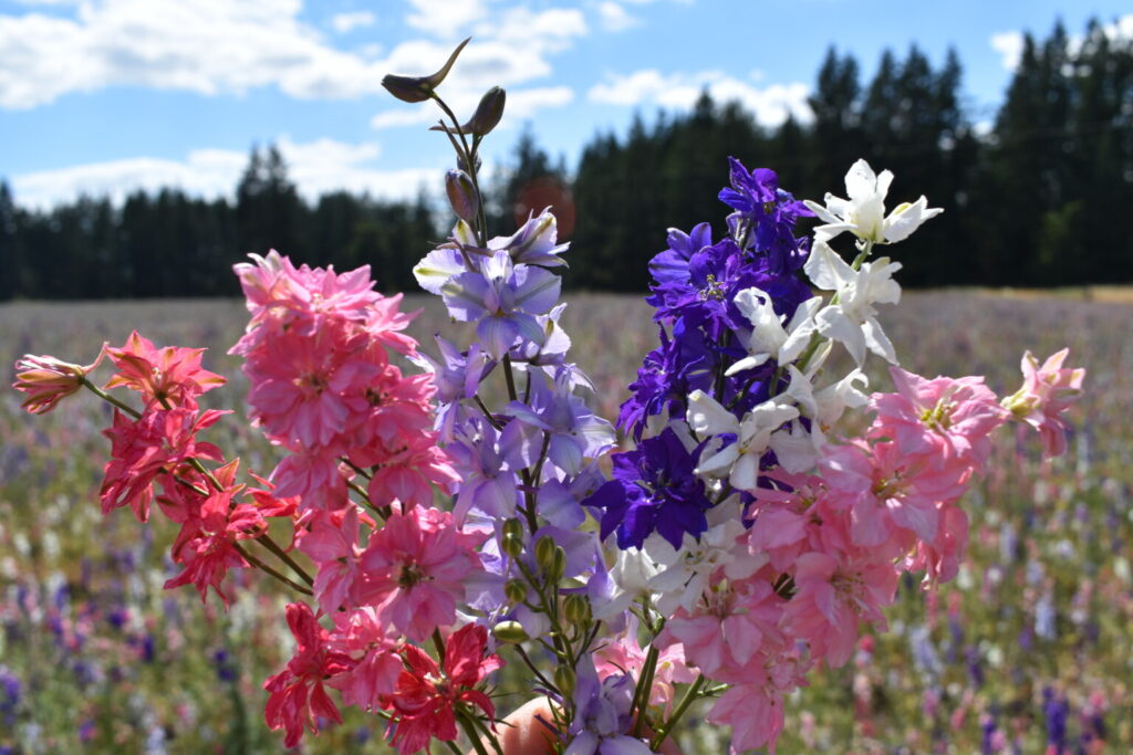 Silver Falls Seed Company - Larkspur - Rocket Mix