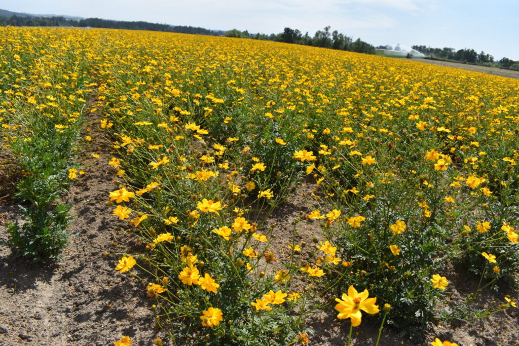 Silver Falls Seed Company - Cosmos - Sulphur Yellow