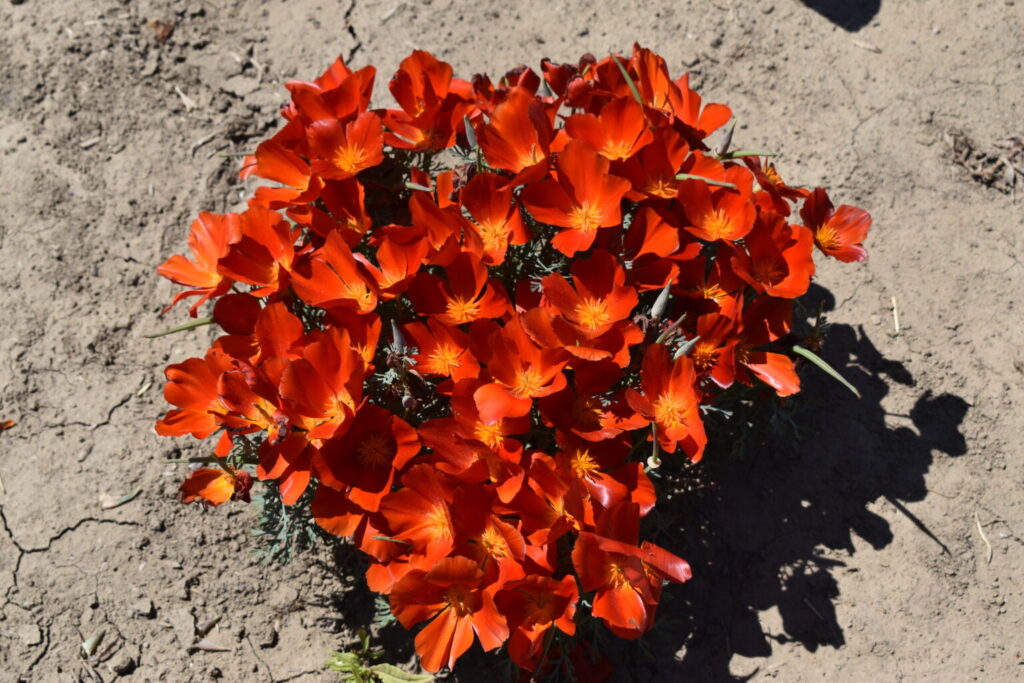 Silver Falls Seed Company - Poppy - California Red Chief