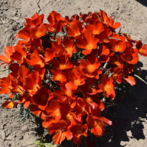 Silver Falls Seed Company - Poppy - California Red Chief