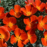 Silver Falls Seed Company - Poppy - California Red Chief