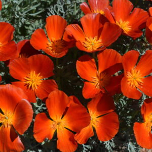 Silver Falls Seed Company - Poppy - California Red Chief