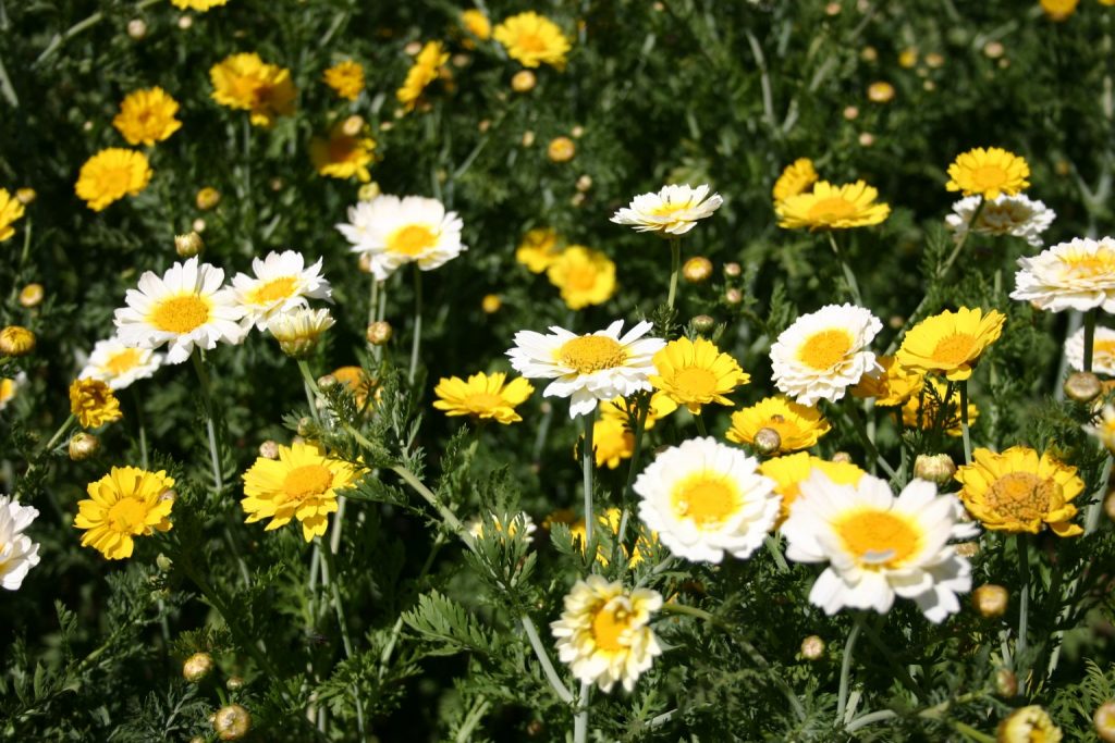 Silver Falls Seed Company - Yellow Wildflower Mix