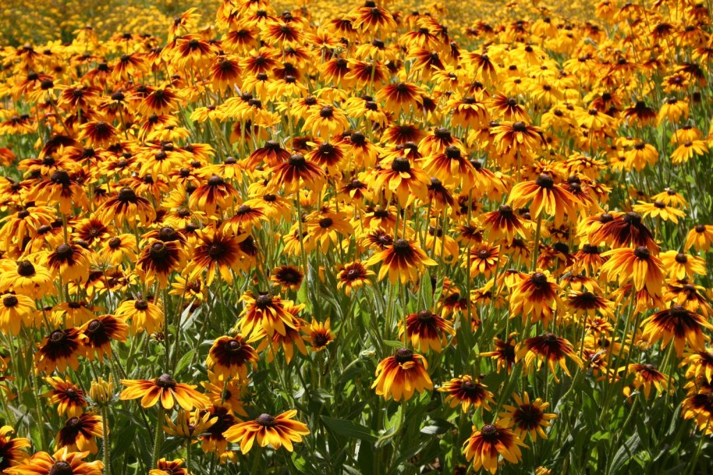 Silver Falls Seed Company - Daisy - Gloriosa