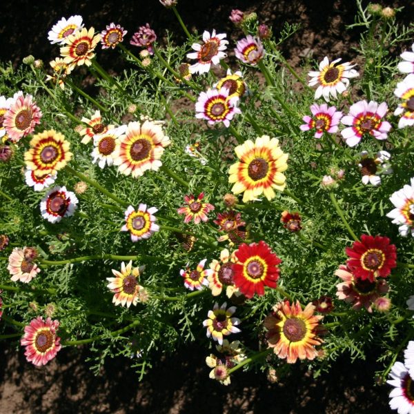 Silver Falls Seed Company - Daisy - Painted Mix