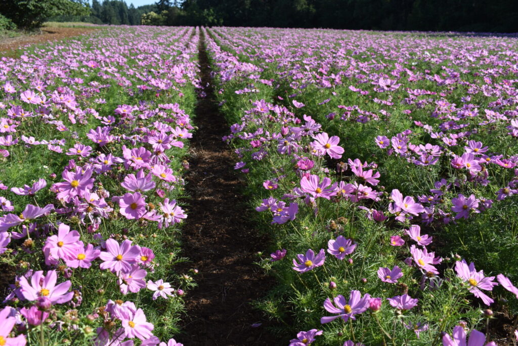 Silver Falls Seed Company - Cosmos - Bipinnatus Dwarf Pink