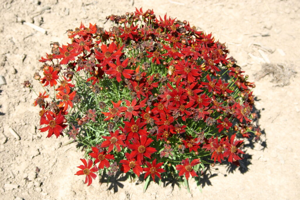 Silver Falls Seed Company - Coreopsis - Plains Dwarf Red