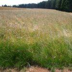 Silver Falls Seed Company - Fescue - Native Red