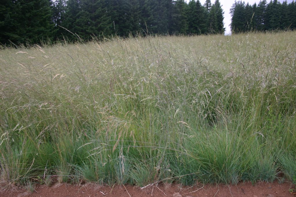 Silver Falls Seed Company - Low Grow Native Grass Economy Mix