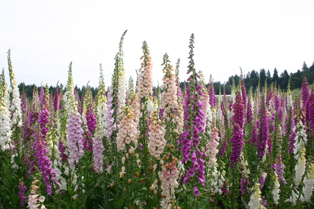 Silver Falls Seed Company - Foxglove Mix
