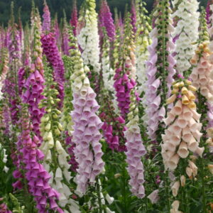 Silver Falls Seed Company - Foxglove Mix