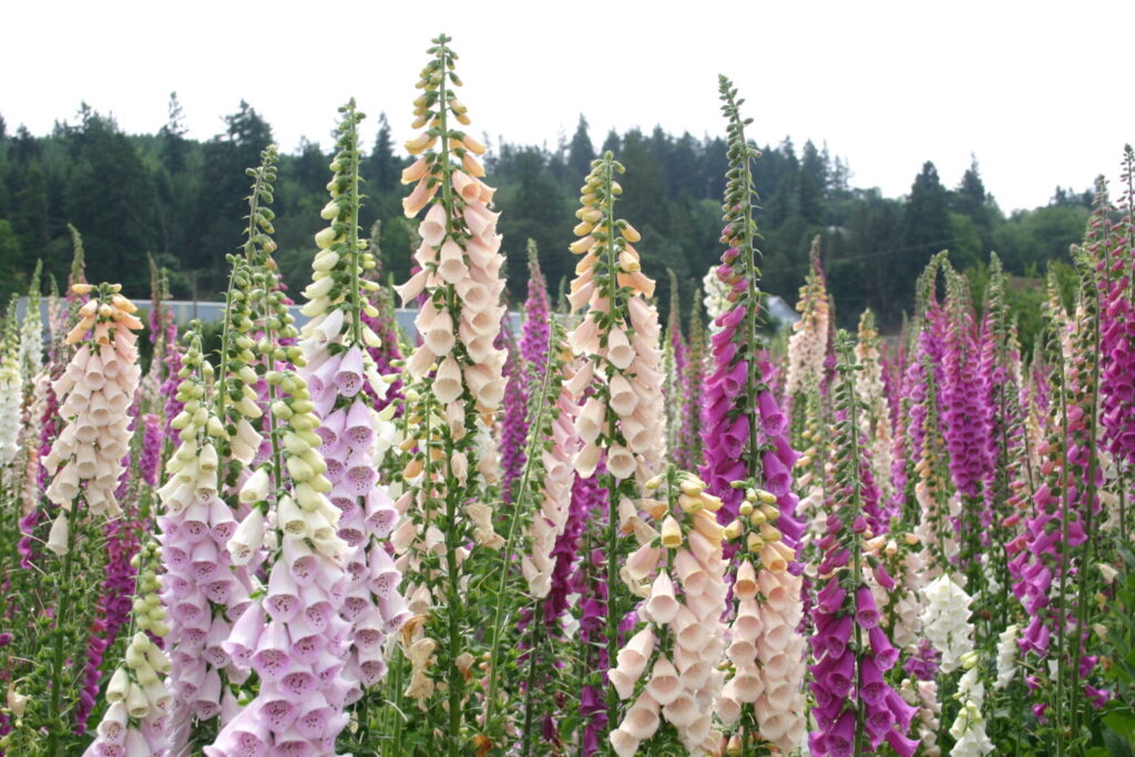 Silver Falls Seed Company - Foxglove Mix
