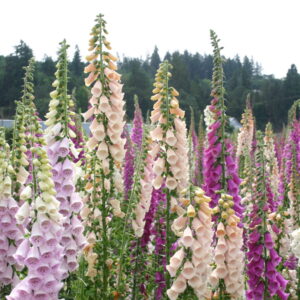 Silver Falls Seed Company - Foxglove Mix
