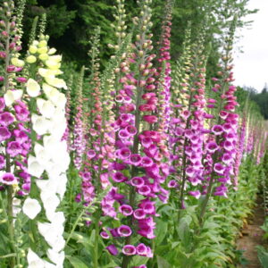 Silver Falls Seed Company - Foxglove Mix