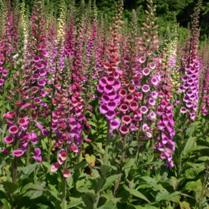 Silver Falls Seed Company - Foxglove Mix