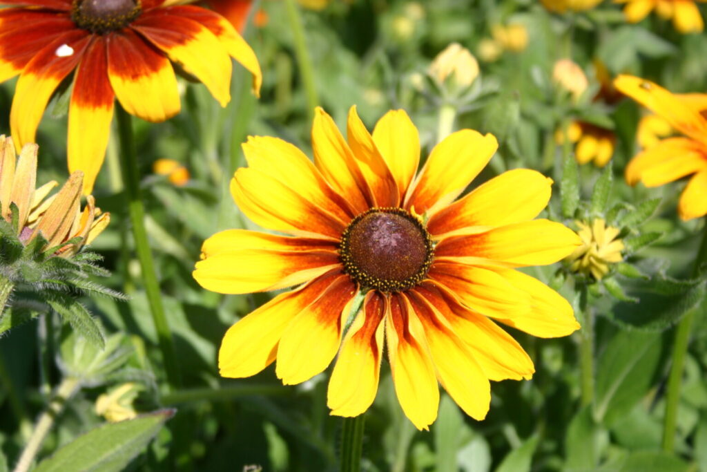 Silver Falls Seed Company - Daisy - Gloriosa