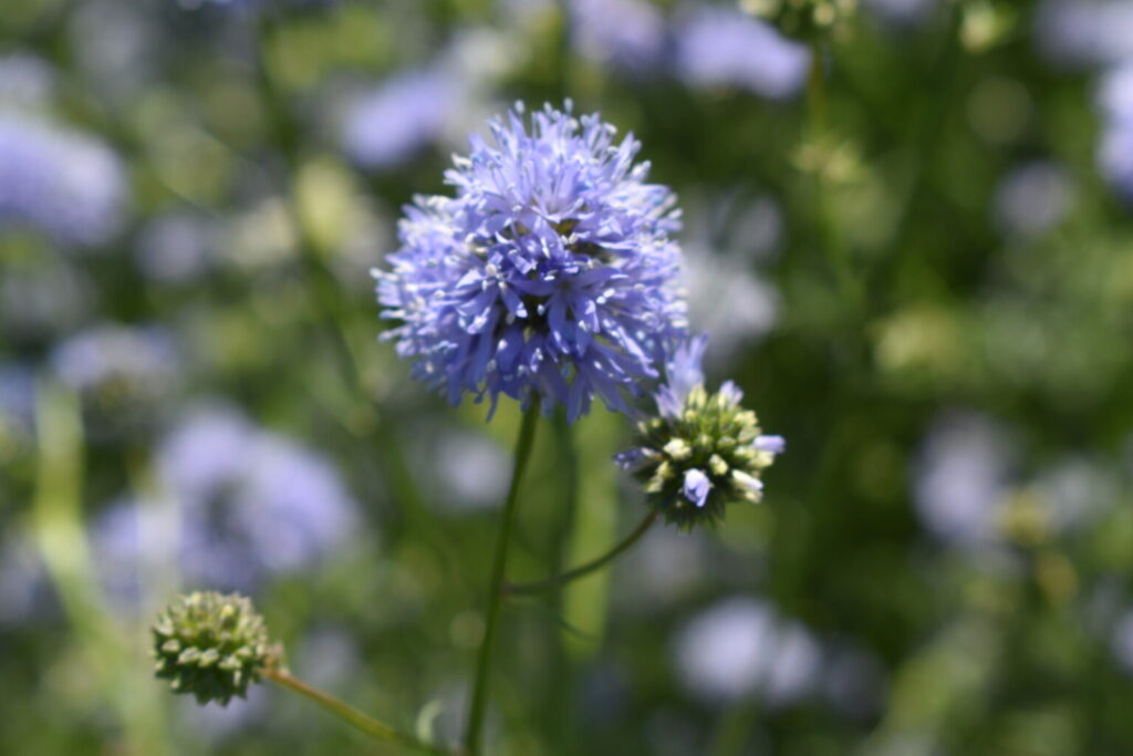 Silver Falls Seed Company - Gilia - Globe
