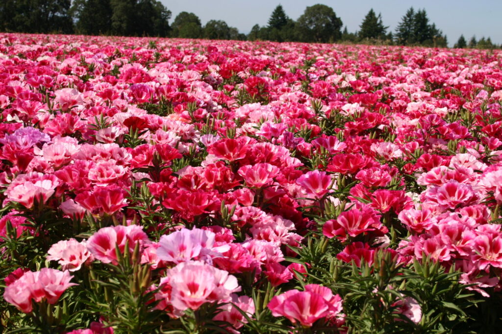 Silver Falls Seed Company - Godetia - Double Azalea