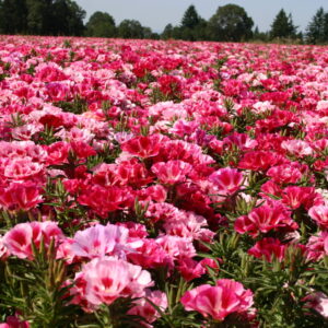 Silver Falls Seed Company - Godetia - Double Azalea