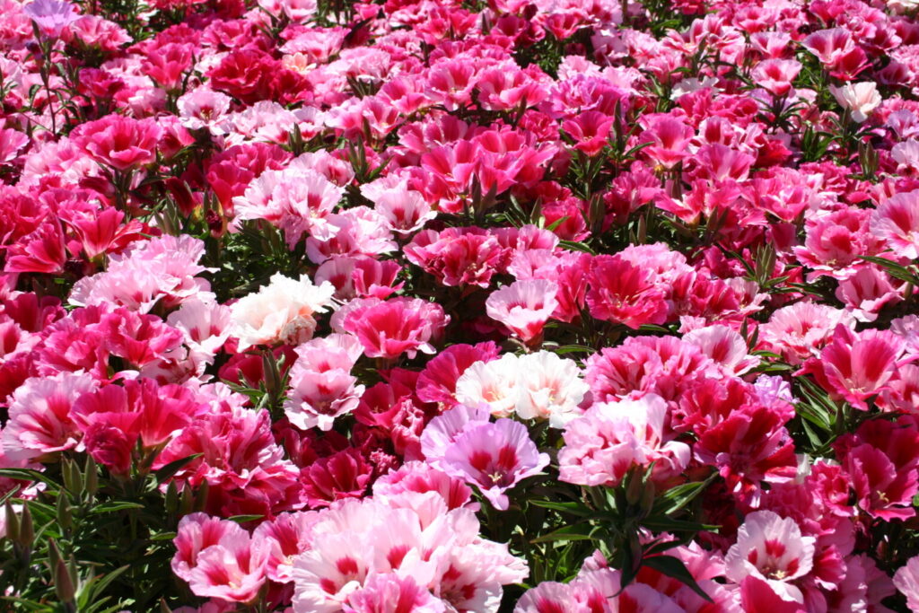 Silver Falls Seed Company - Godetia - Double Azalea