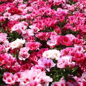 Silver Falls Seed Company - Godetia - Double Azalea