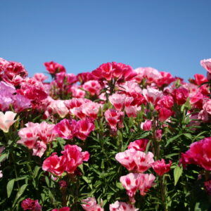 Silver Falls Seed Company - Godetia - Double Azalea