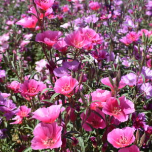 Silver Falls Seed Company - Godetia - Tall Mix