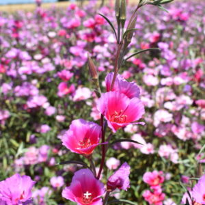 Silver Falls Seed Company - Godetia - Tall Mix