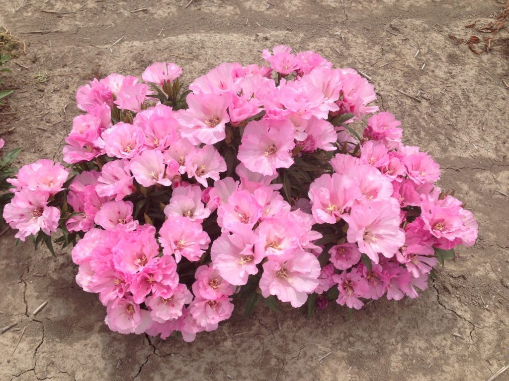 Silver Falls Seed Company - Godetia - Pink