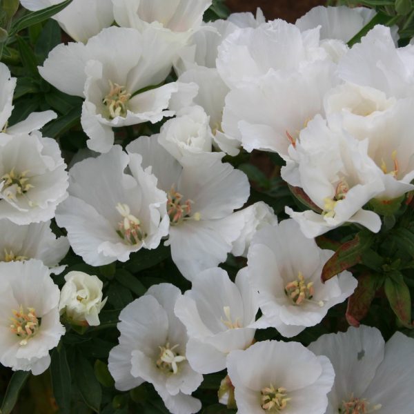 Silver Falls Seed Company - Rose Checker Mallow