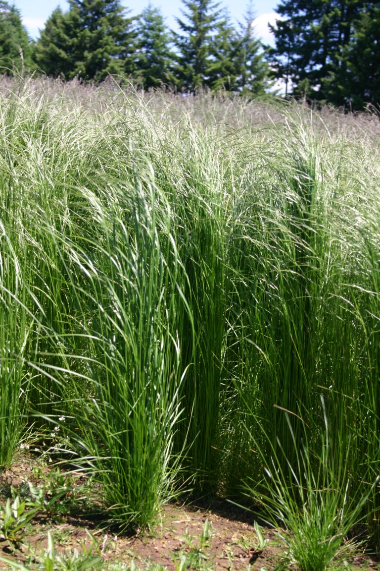 Silver Falls Seed Company - Hairgrass - Slender