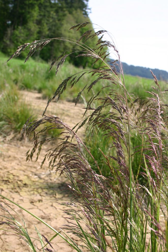 Silver Falls Seed Company - Wild Game Garden Wildlife Mix