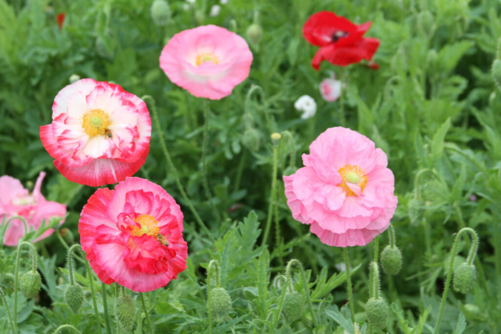 Silver Falls Seed Company - Poppy - Shirley Double Mix