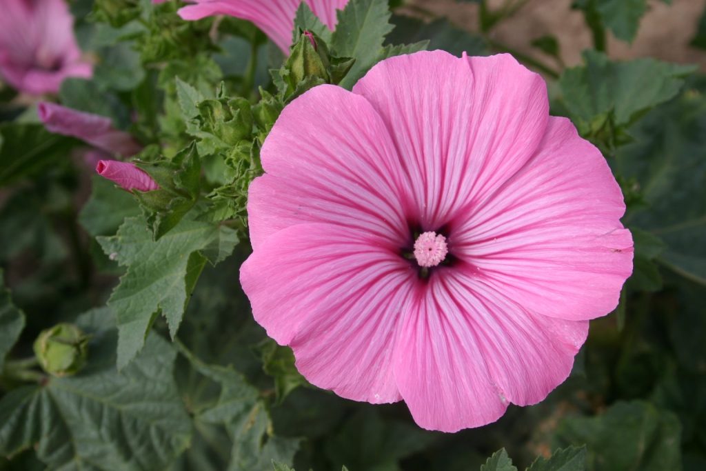 Silver Falls Seed Company - Rose Mallow - Dwarf Pink