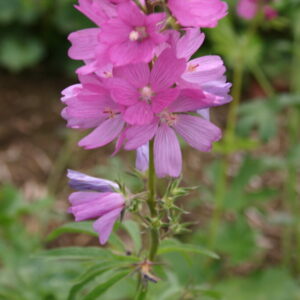 Silver Falls Seed Company - Rose Checker Mallow