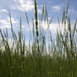 Silver Falls Seed Company - Wildrye - Blue