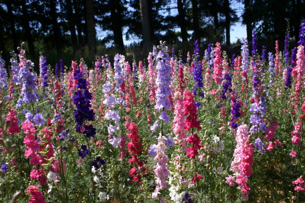 Silver Falls Seed Company - Larkspur - Rocket Mix