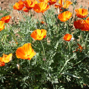 Silver Falls Seed Company - Poppy - California Mikado