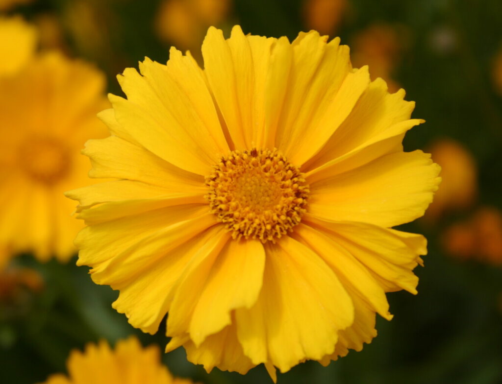 Silver Falls Seed Company - Coreopsis - Lance Leaved